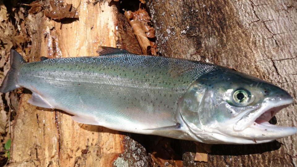Big Water + Big Fish = Big Smile! Action is Picking Up in the Great ...